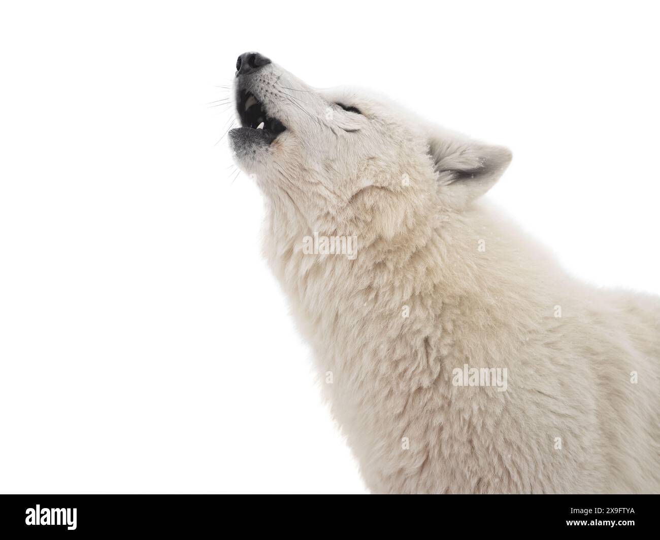 Portrait polar wolf isolated hi-res stock photography and images - Alamy