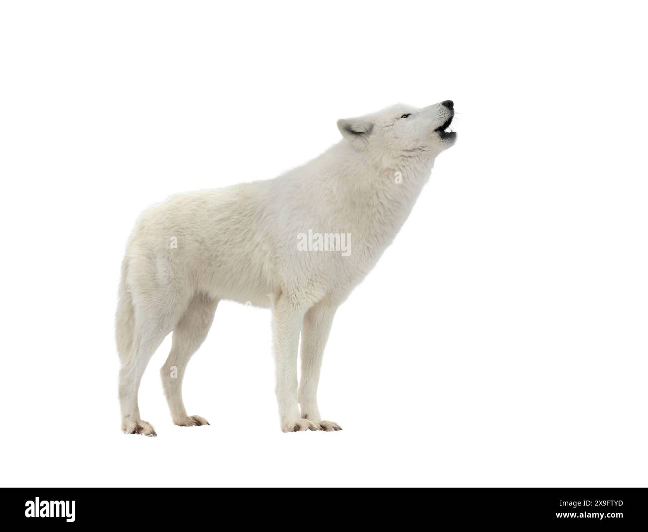howling white arctic wolf in winter isolated on white background Stock ...