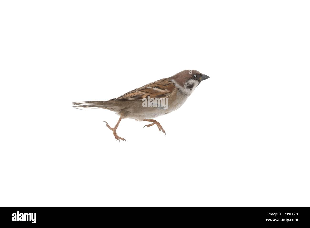 running sparrow isolated on white background Stock Photo - Alamy