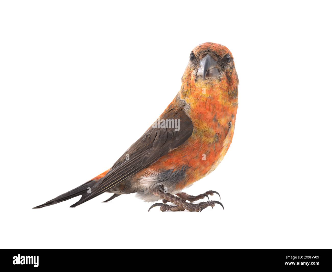 male red crossbill isolated on white background, studio shot Stock ...