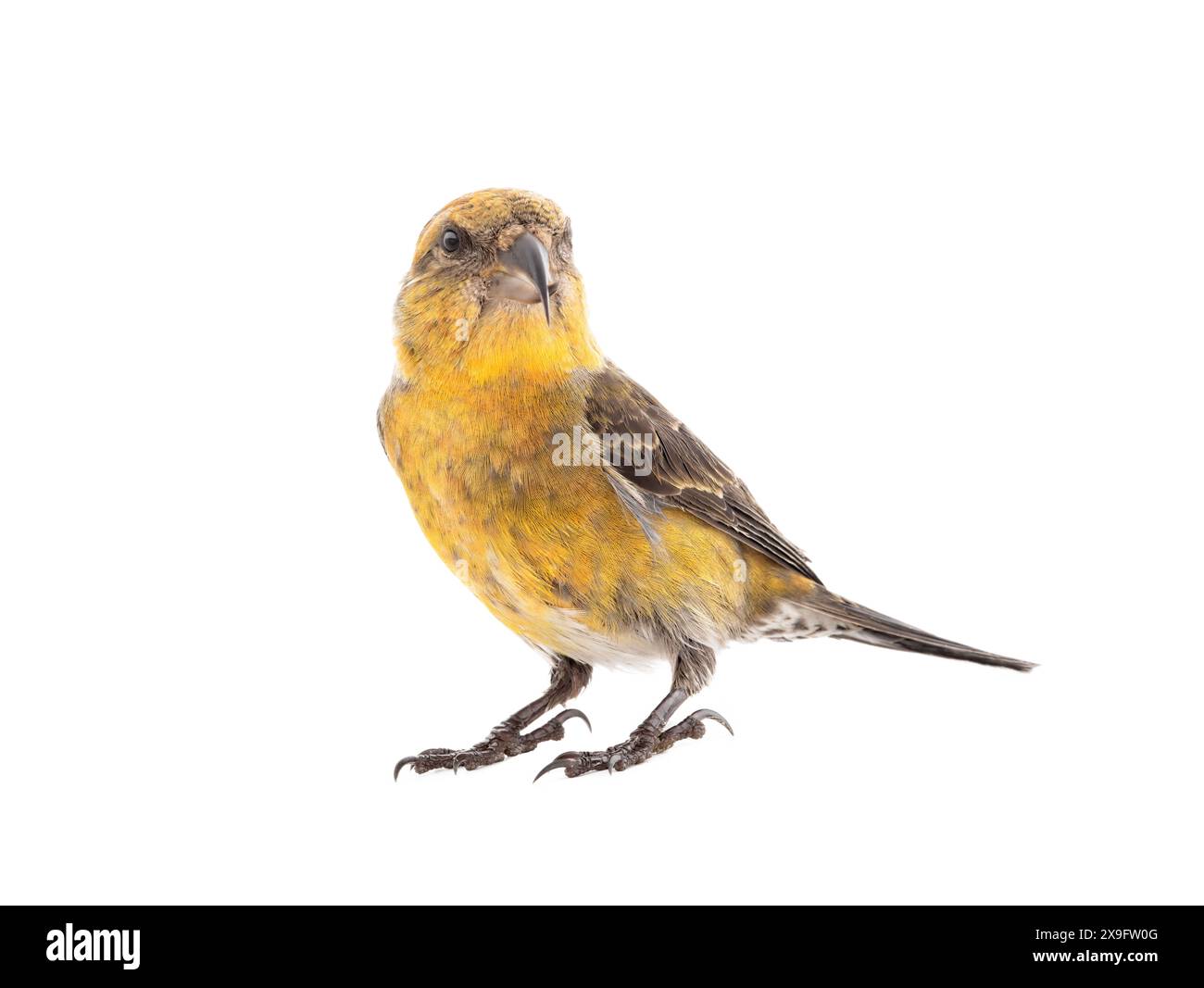 female yellow crossbill isolated on white background, studio shot Stock ...