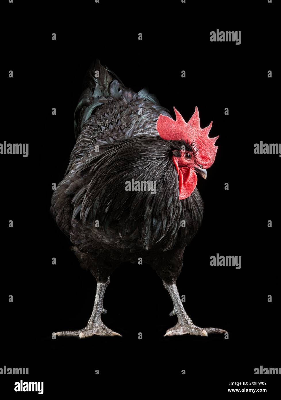 black rooster australorp (Gallus gallus) on a black background Stock ...