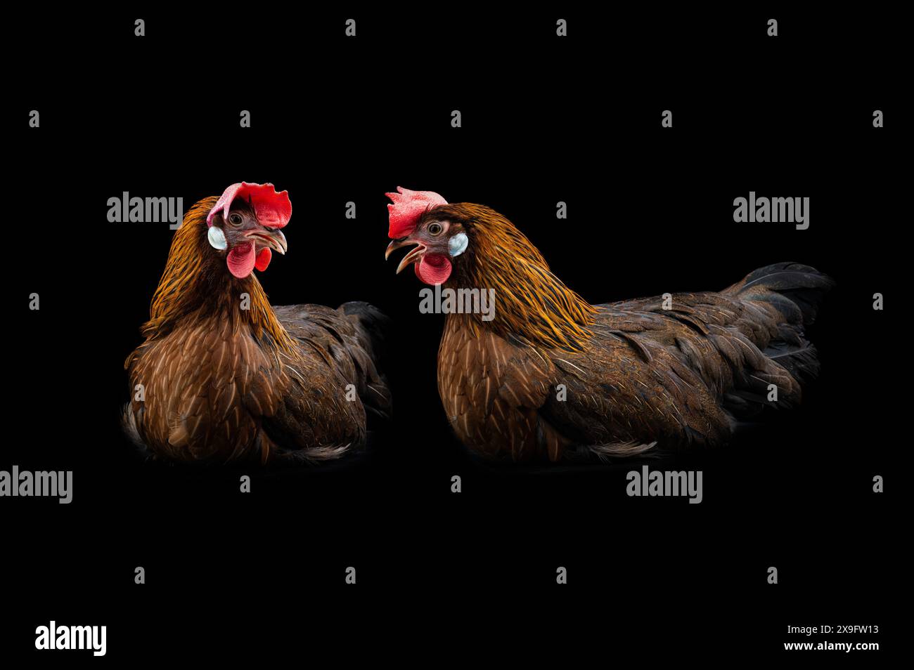 Chickens talking hi-res stock photography and images - Alamy