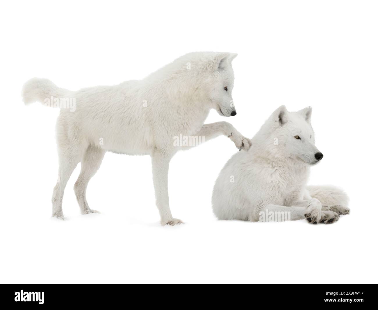 two polar wolves isolated on white background Stock Photo - Alamy
