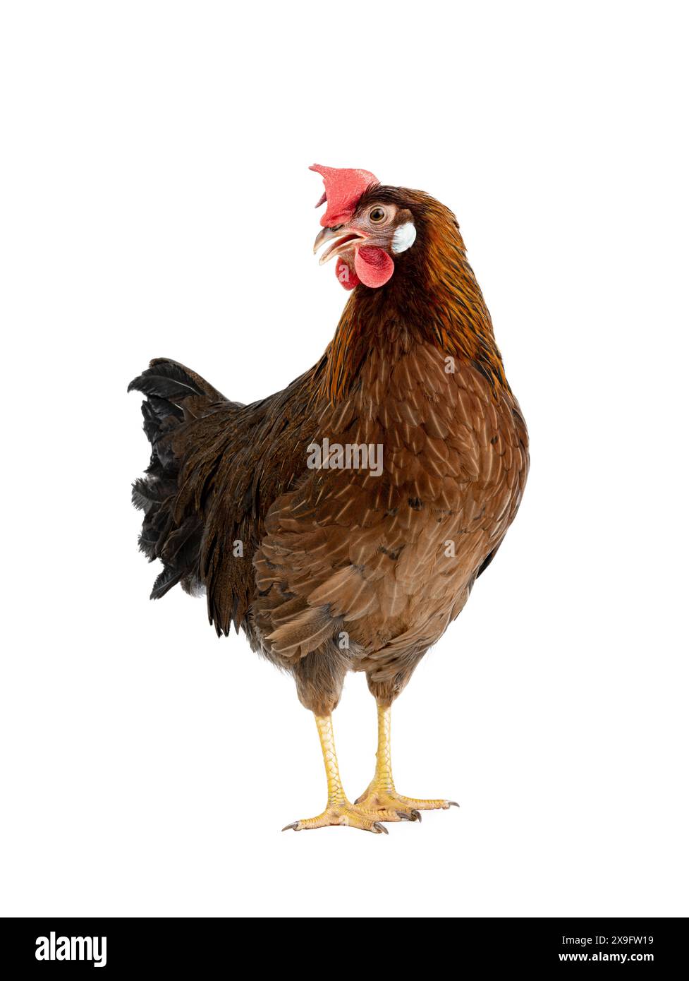 brown hen isolated on white background Stock Photo - Alamy