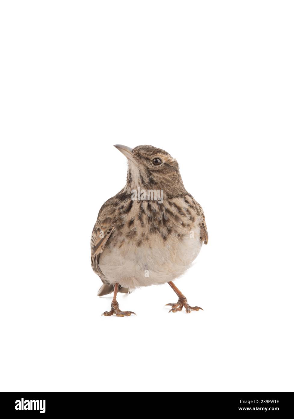 Crested lark stands isolated on white background Stock Photo - Alamy