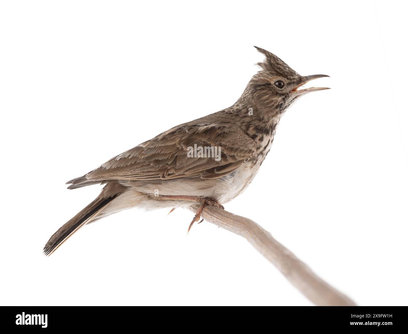 Crested lark singing on a white background Stock Photo - Alamy