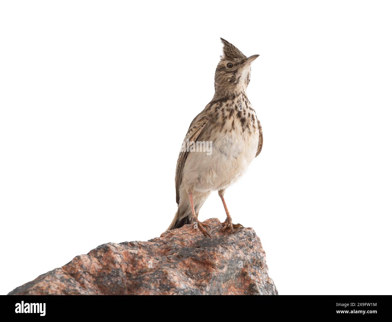 Crested lark sits hi-res stock photography and images - Alamy