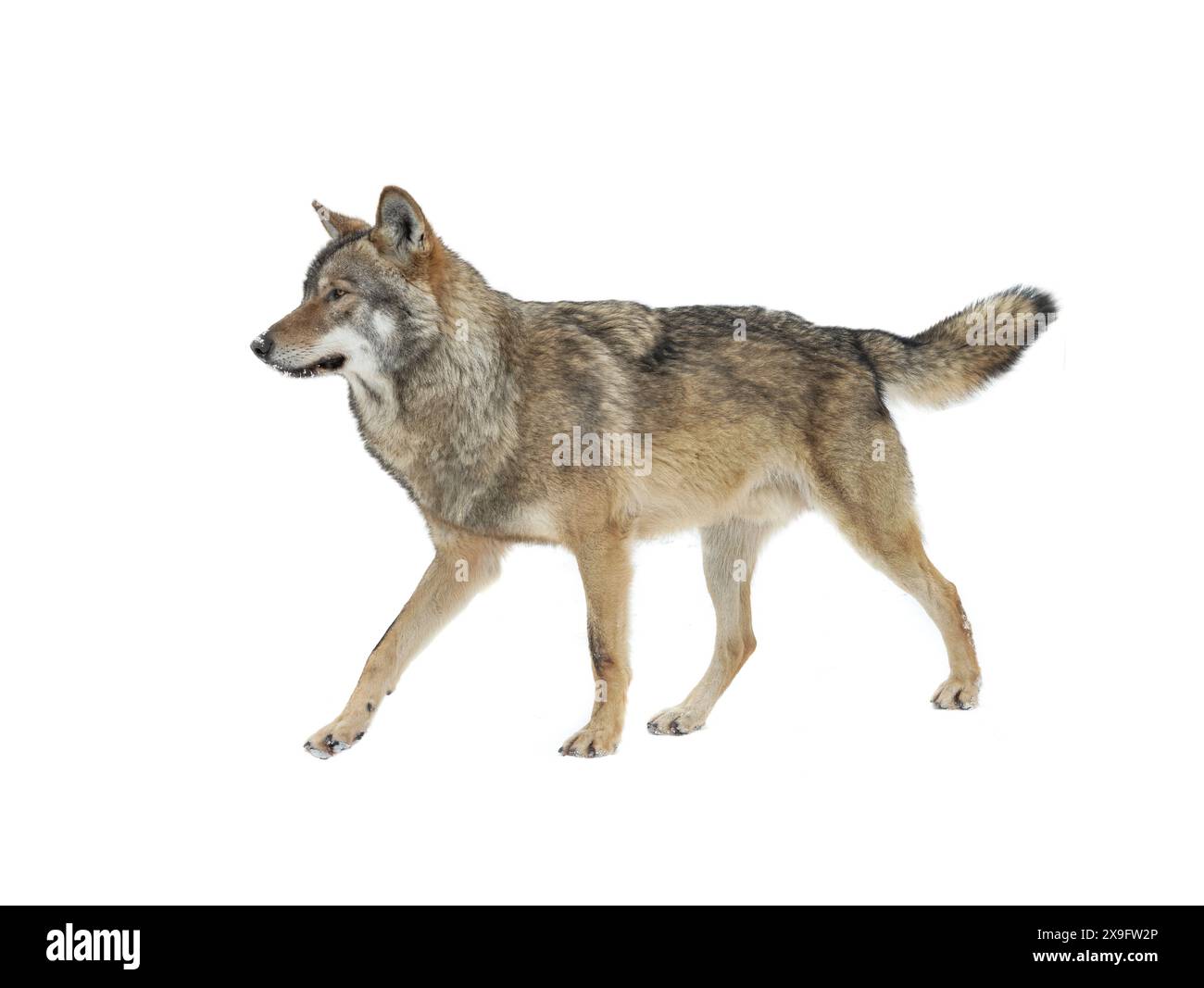 Gray wolf walking isolated on white background Stock Photo - Alamy