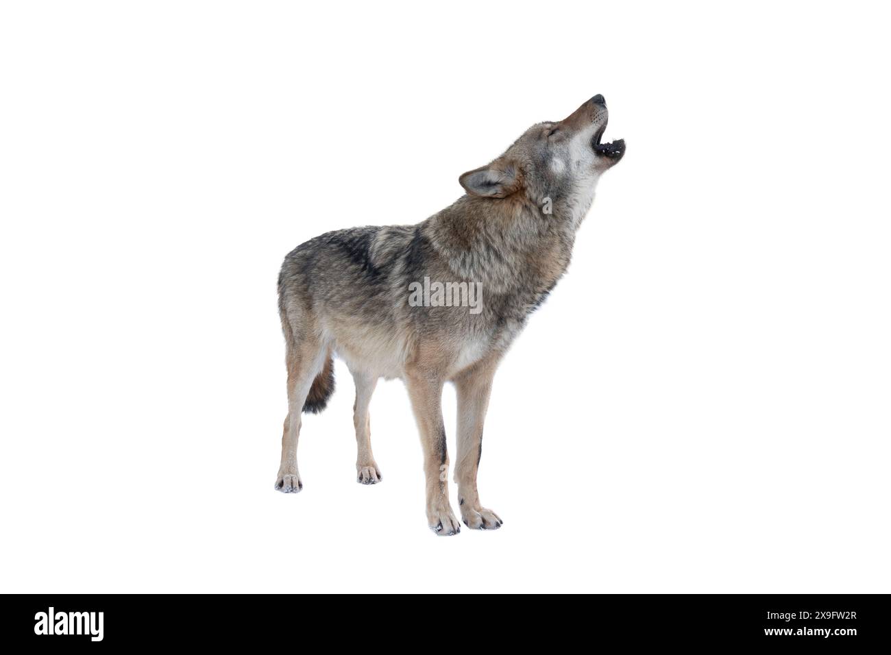 howling gray wolf isolated on white background Stock Photo - Alamy