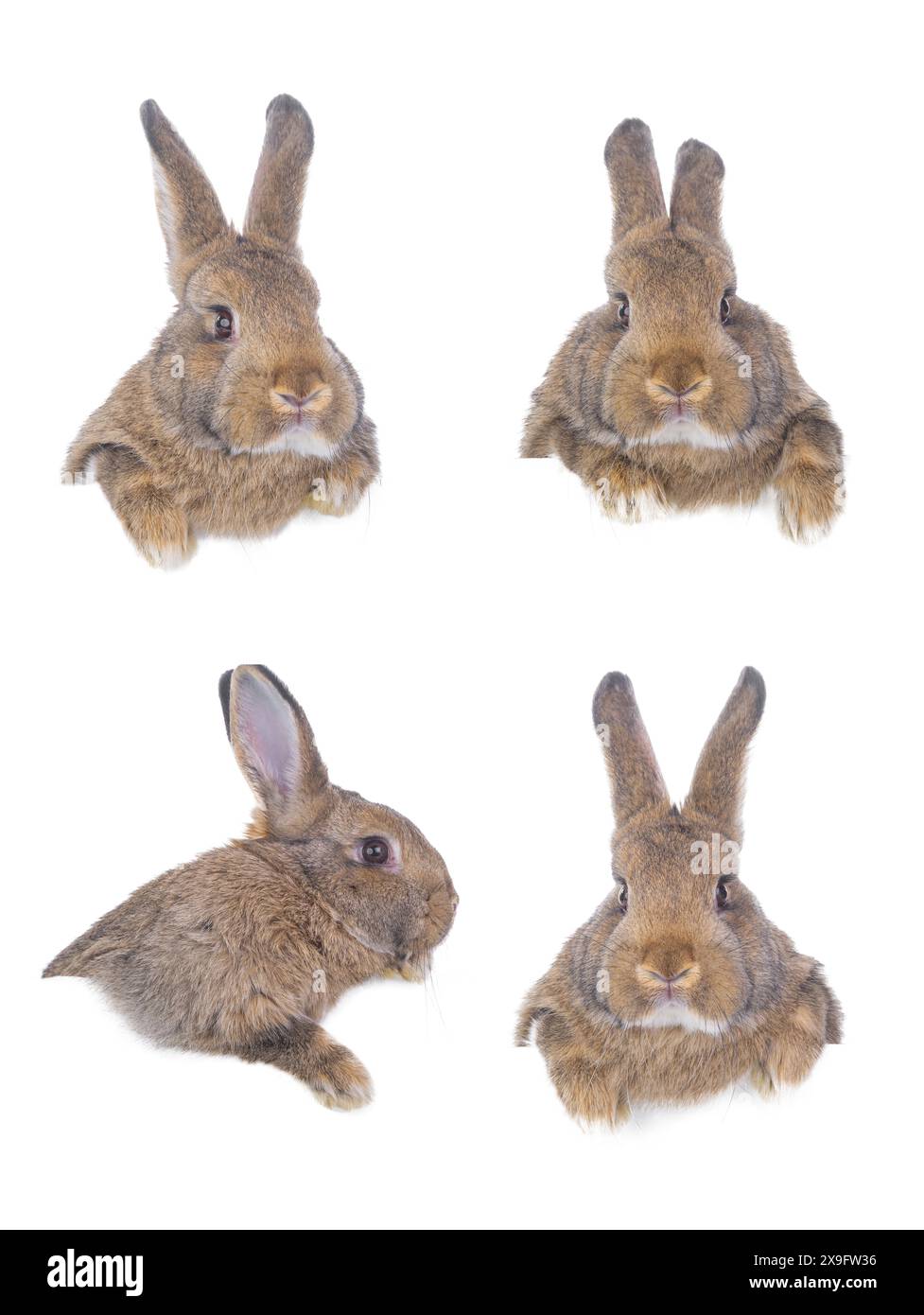 collage of brown rabbits isolated on white background for design Stock ...
