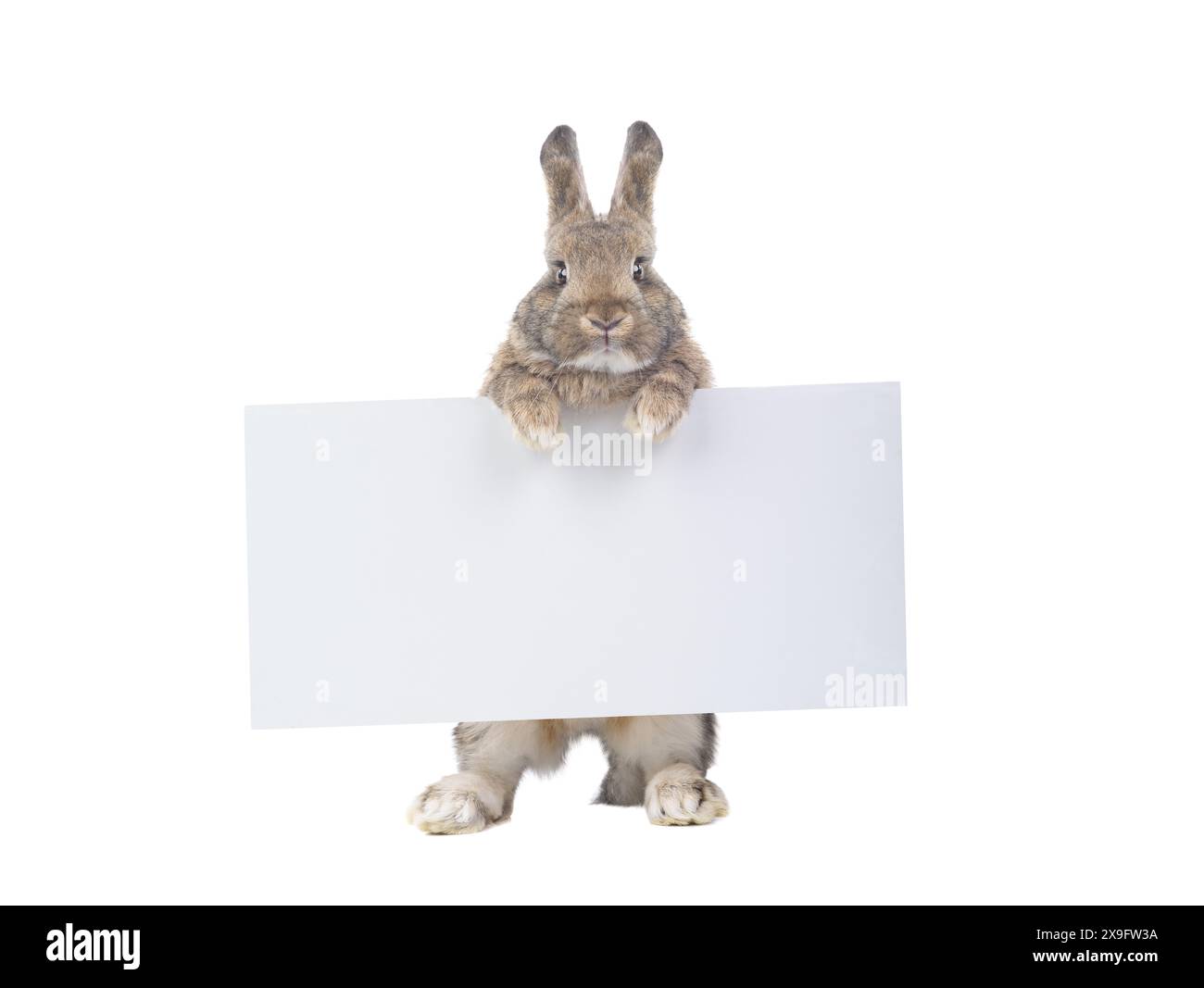 brown bunny holding an advertising board for your lettering isolated on ...