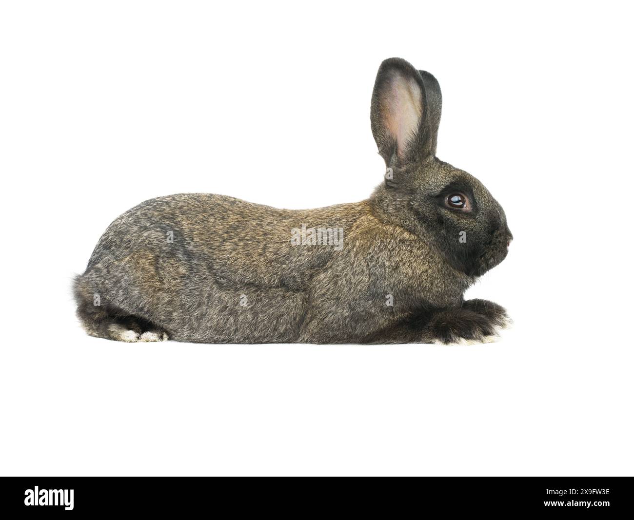brown bunny isolated on white background Stock Photo - Alamy