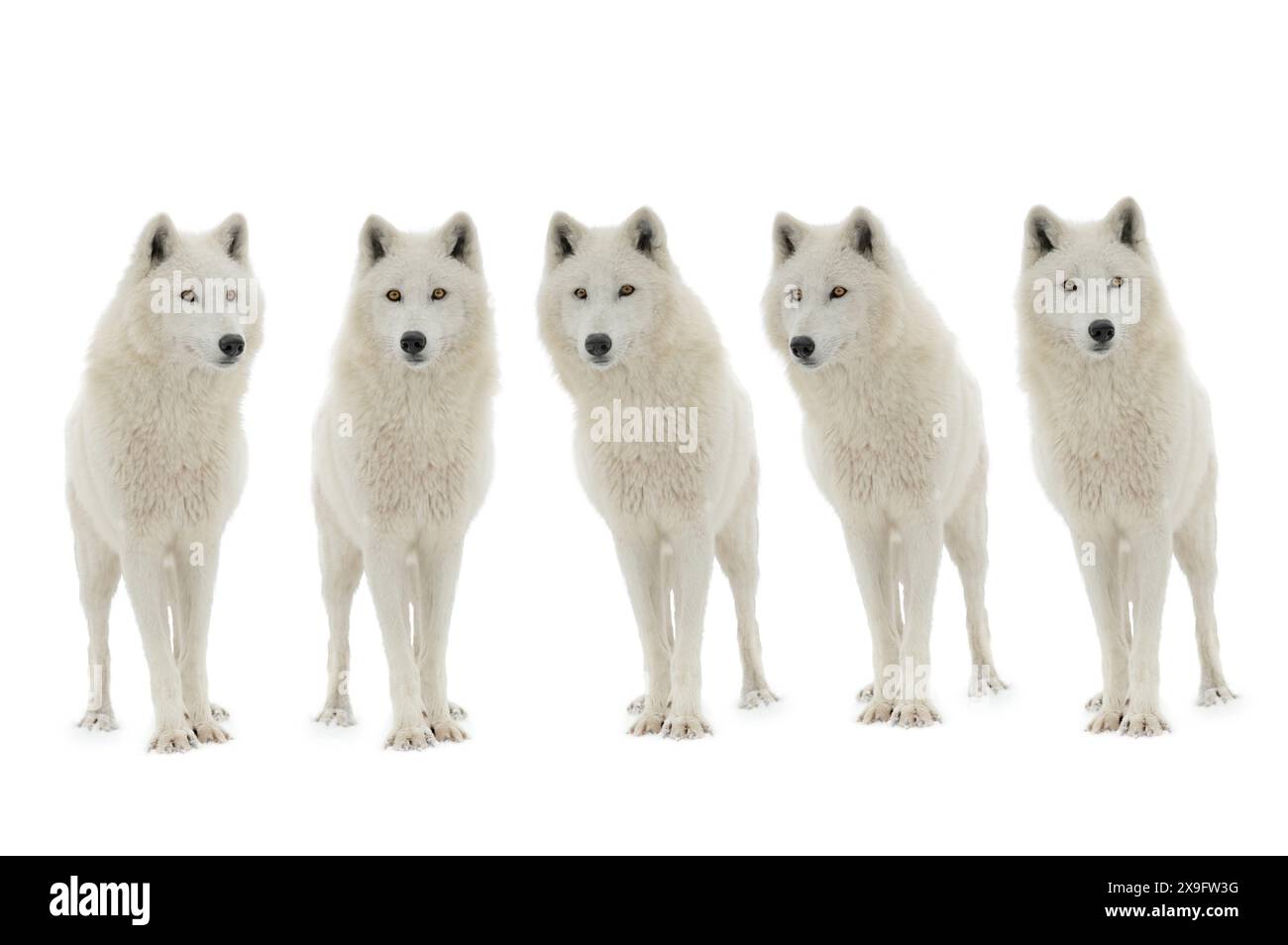 pack of polar wolves (Canis lupus tundrarum) isolated on white ...