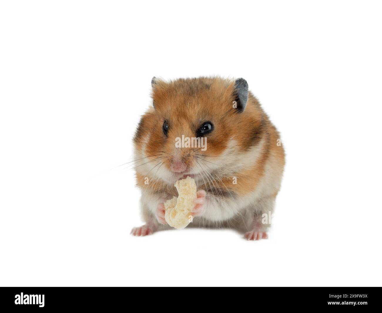 hamster eating food isolated on white background Stock Photo - Alamy