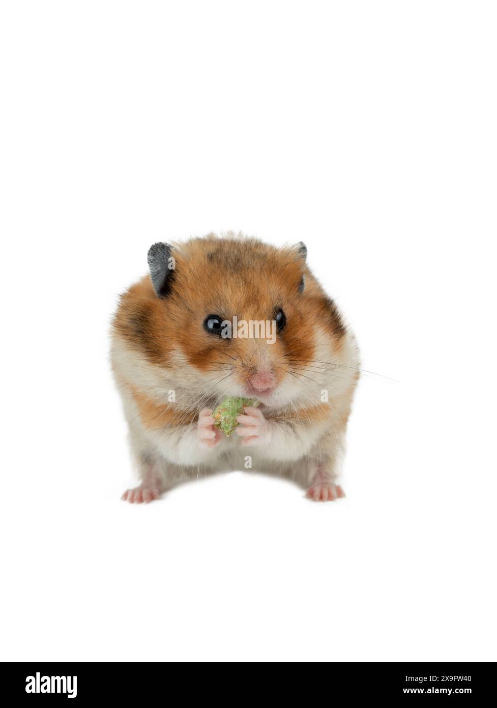 hamster eating food isolated on white background Stock Photo - Alamy