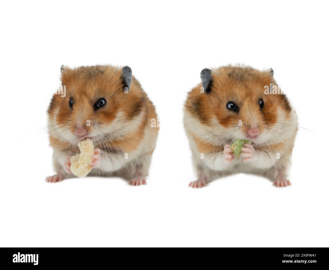 two hamsters greedily eating their food isolated on white background ...
