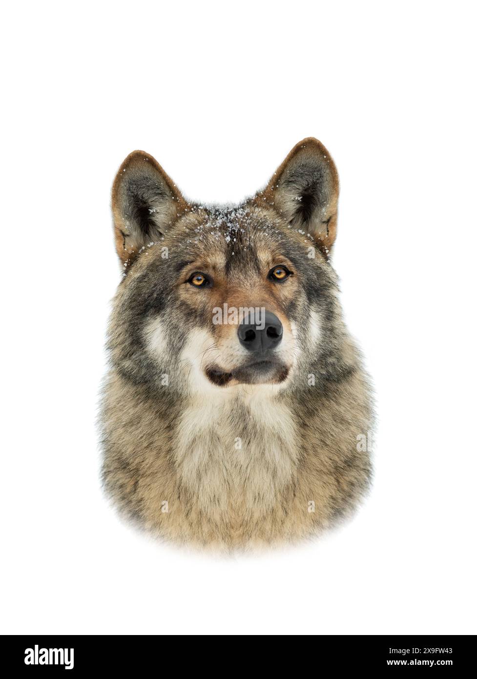 portrait of a gray wolf with snowflakes on the muzzle isolated on white ...