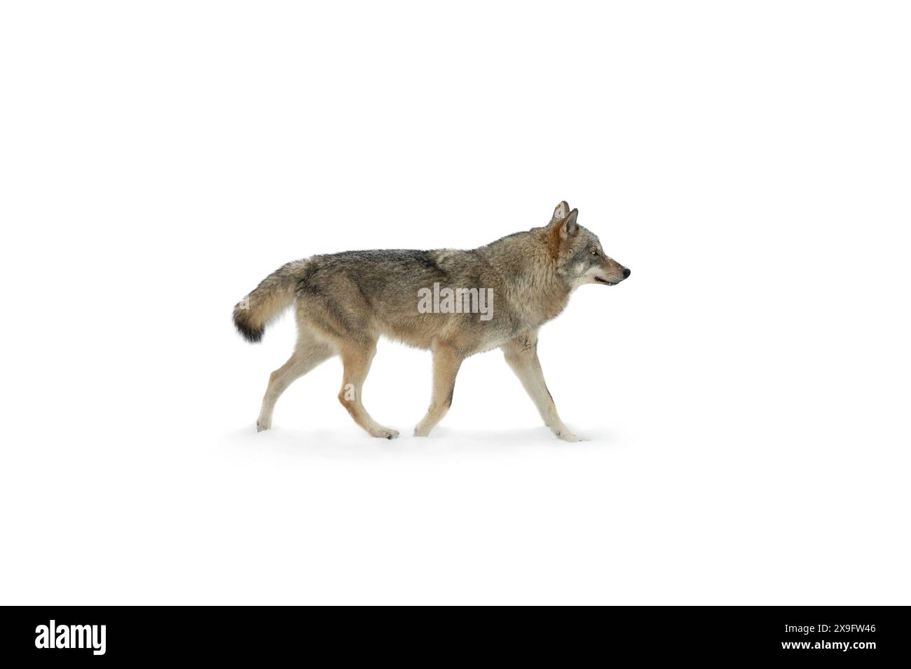 Gray she-wolf running in the snow isolated on white background Stock ...