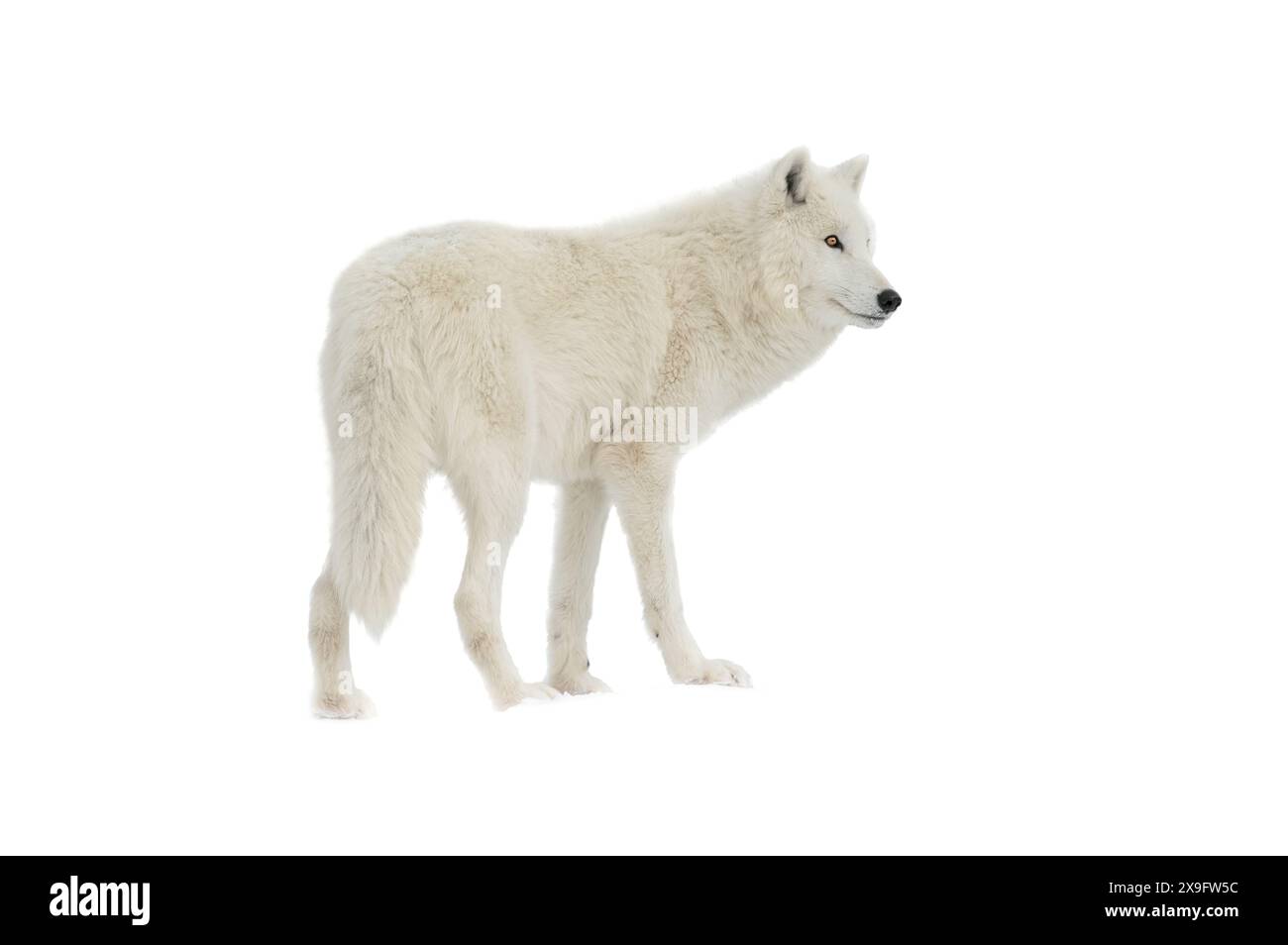 Arctic white wolf isolated on white background Stock Photo - Alamy