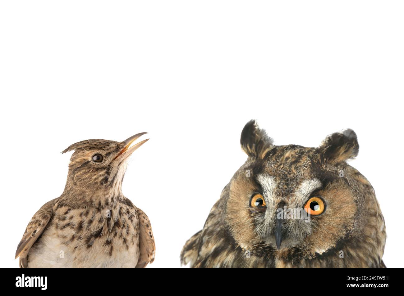 figurative picture of a portrait of an owl and a lark isolated on a ...