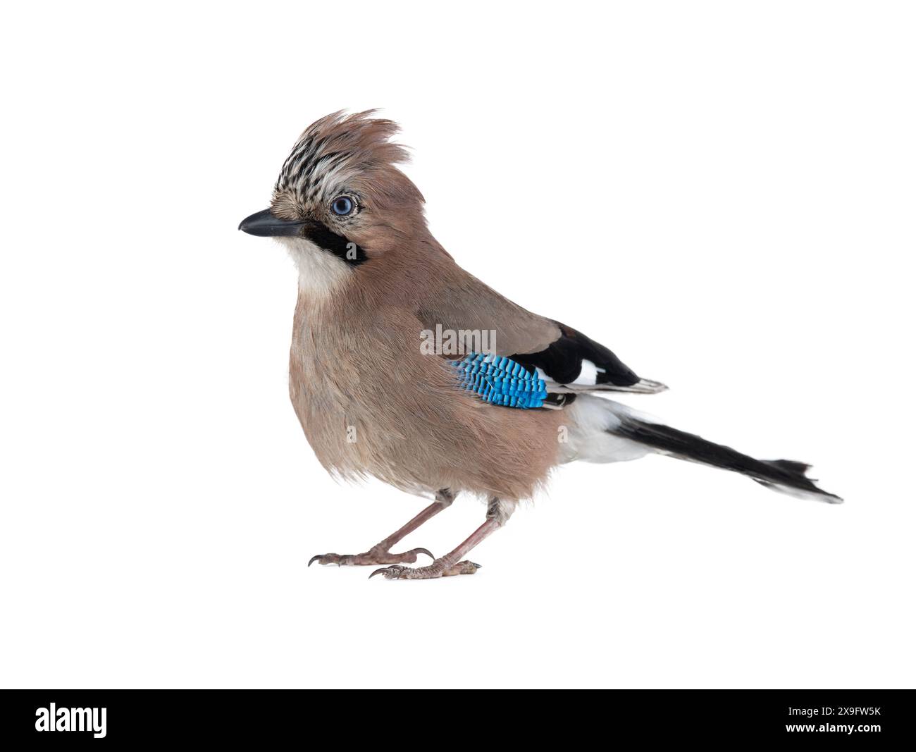 Beautiful eurasian jay blue wing Cut Out Stock Images & Pictures - Alamy