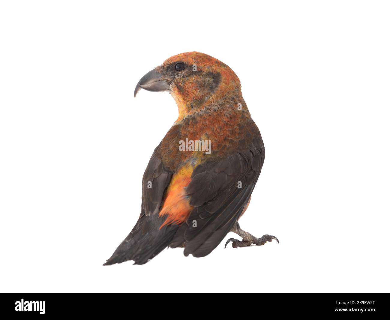 male red crossbill isolated on white background, studio shot Stock ...