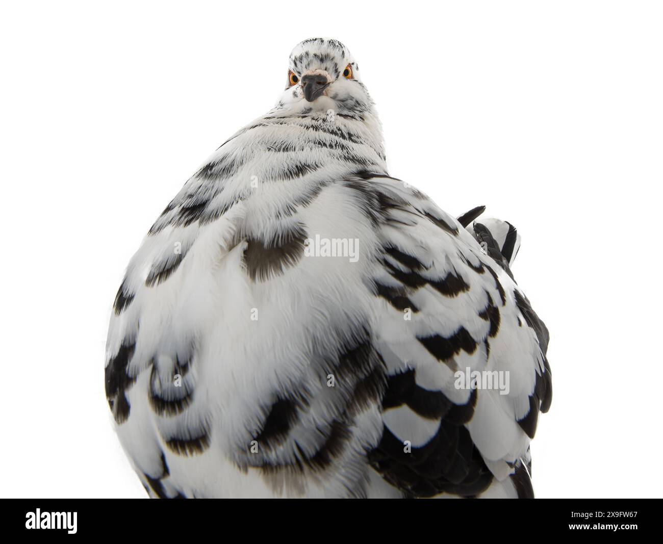 pigeon looks like a fat man who wants to lose weight isolated on white ...