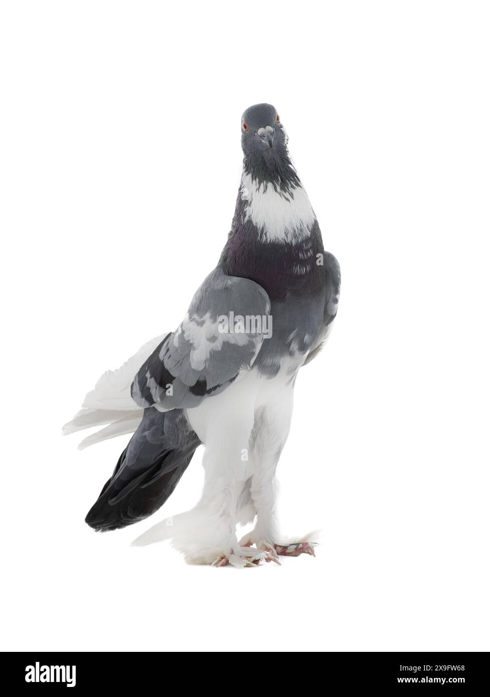 graceful pigeon ( English Pouter) isolated on white background Stock ...