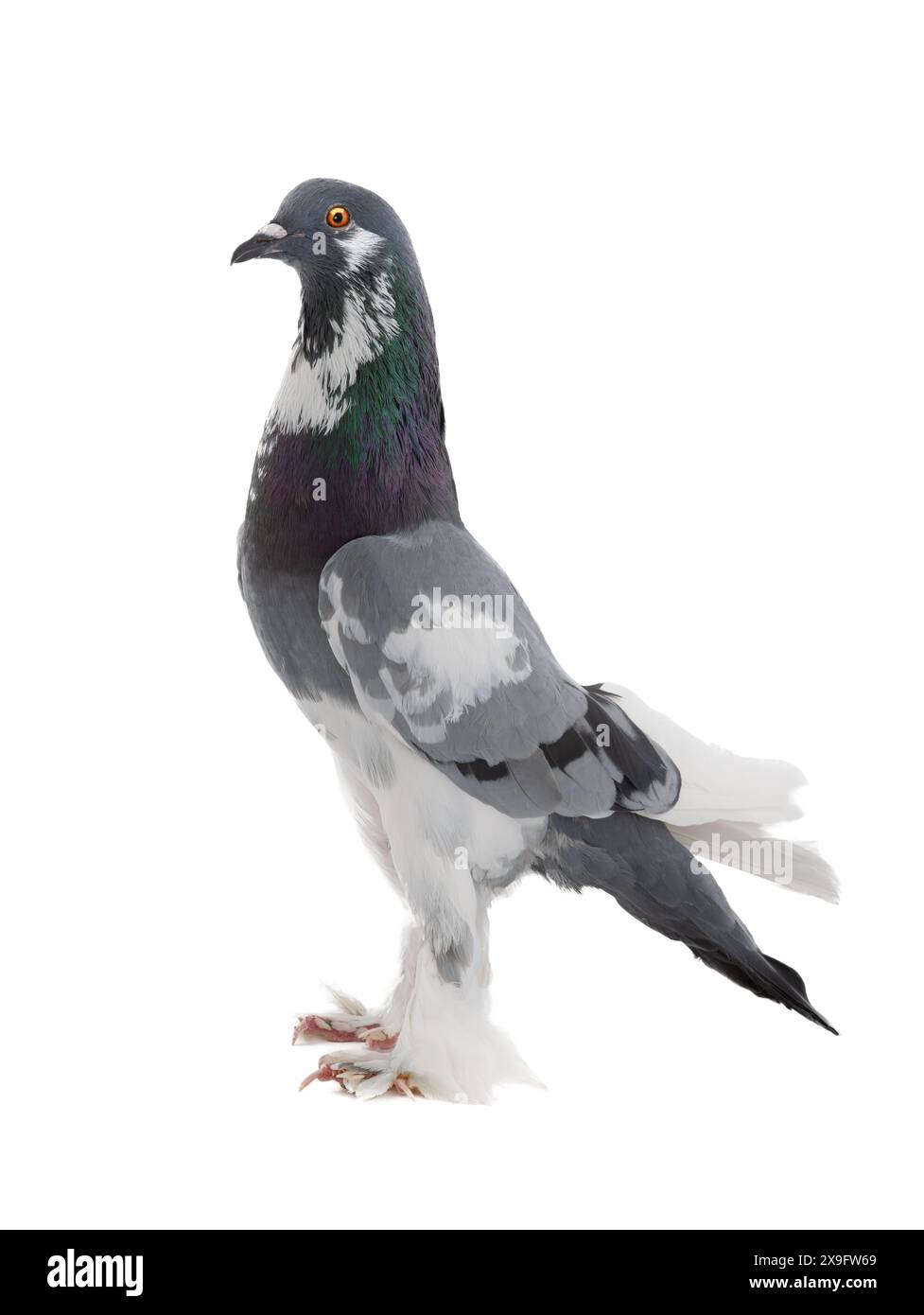 graceful pigeon ( English Pouter) isolated on white background Stock ...