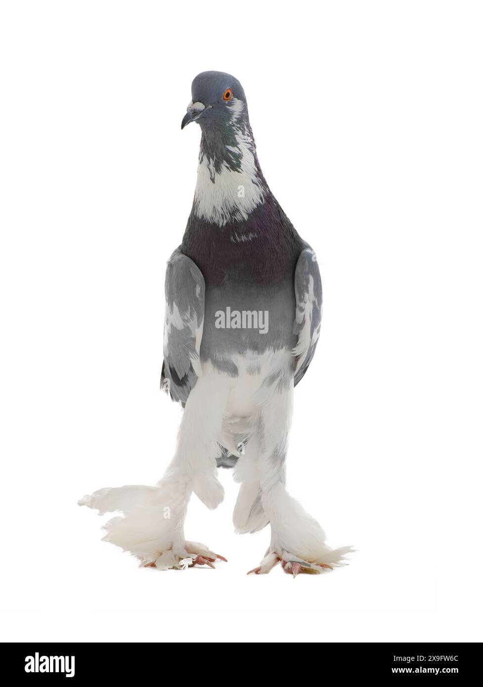 graceful pigeon ( English Pouter) isolated on white background Stock ...