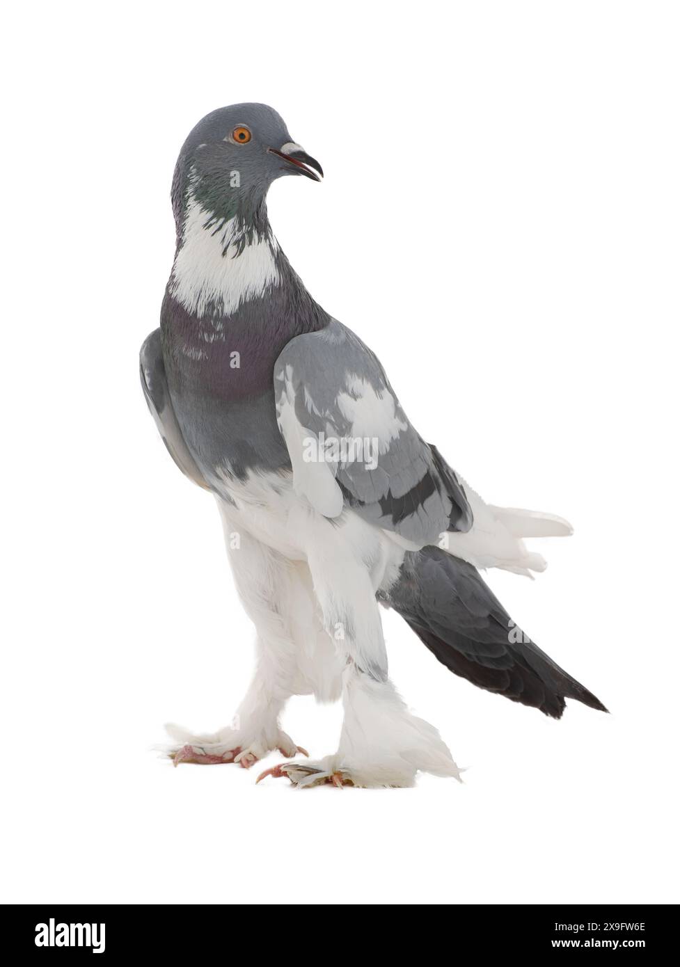 graceful pigeon ( English Pouter) isolated on white background Stock ...