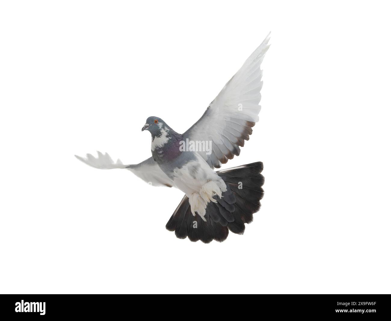 dove (English Pouter) in flight isolated on white background Stock ...