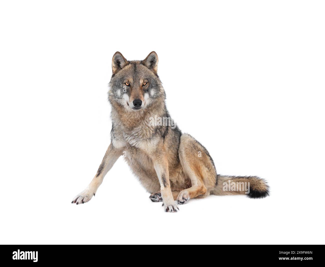 Wolf sitting hi-res stock photography and images - Alamy