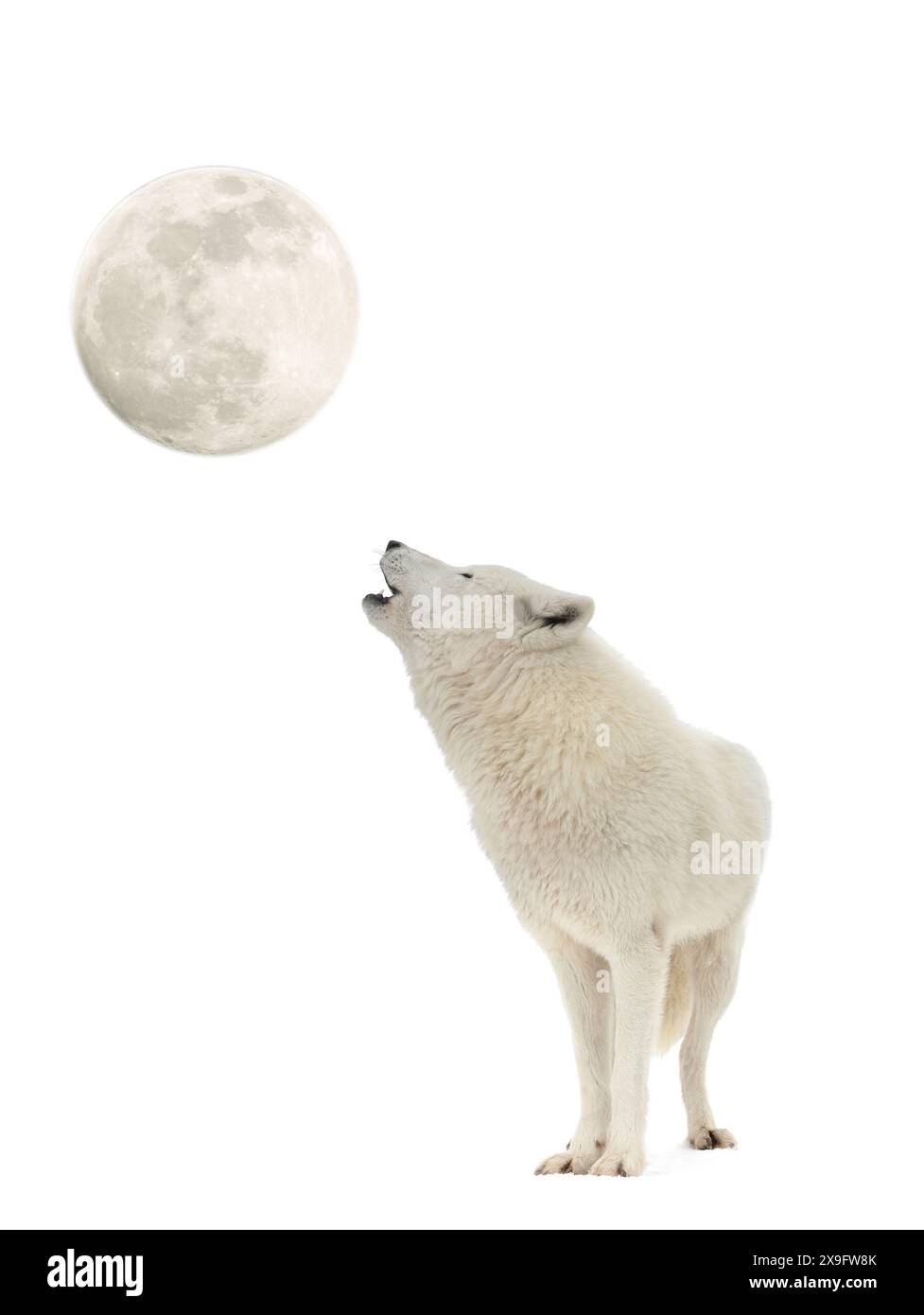 Arctic Wolf Howling At The Moon 2,100+ Wolves Howling Photos Stock