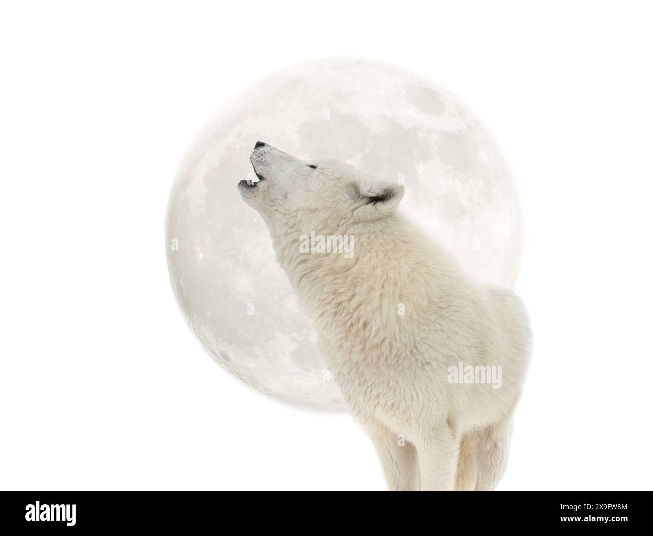 Arctic wolf howling at the moon isolated on white background Stock ...