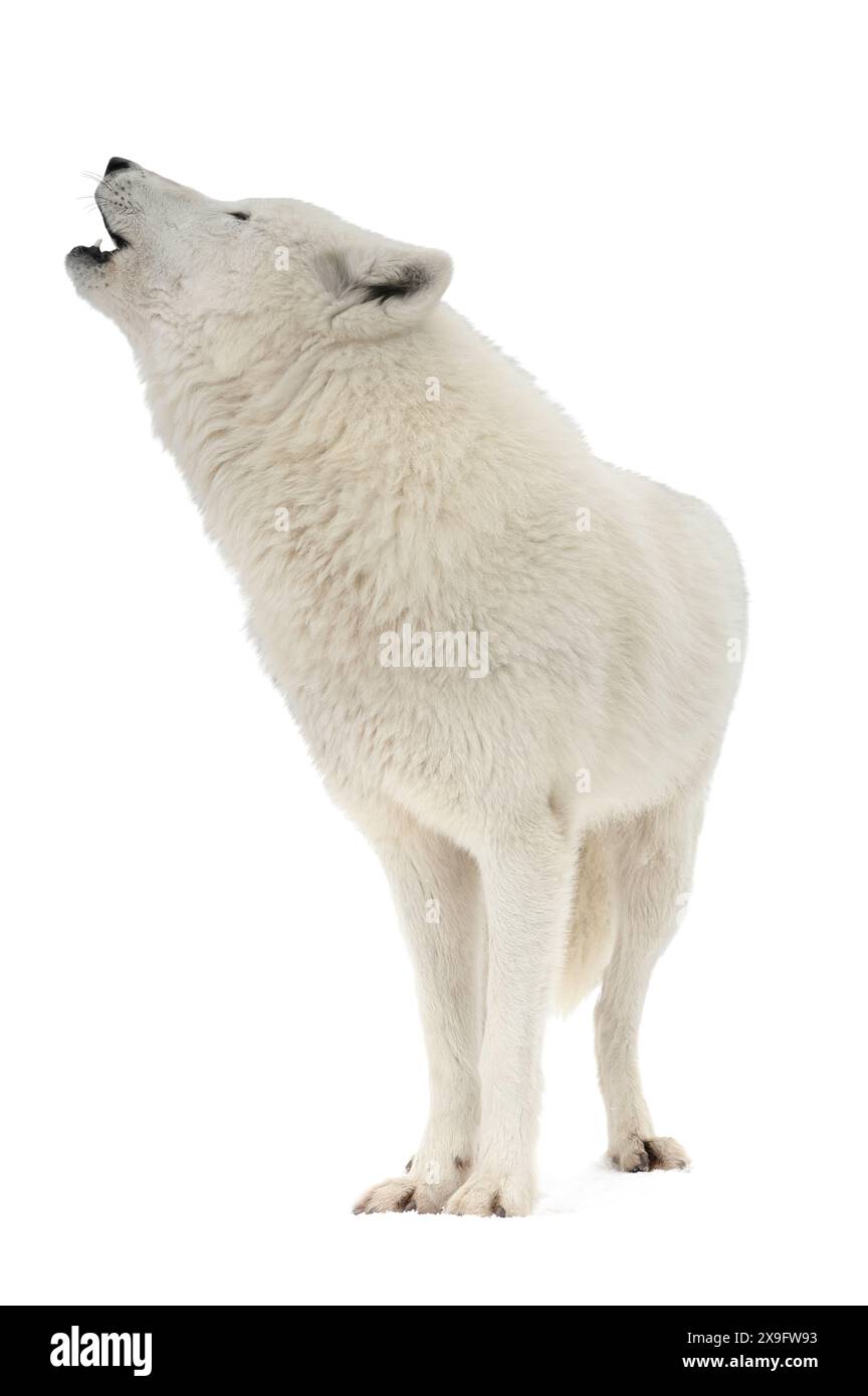Wolf howl profile Cut Out Stock Images & Pictures - Alamy