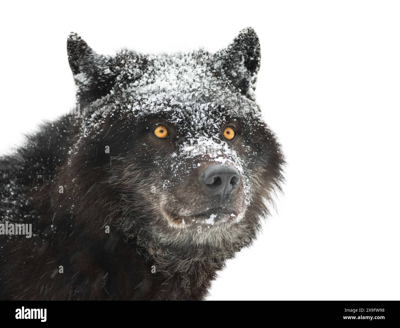 portrait canadian black wolf on white background Stock Photo - Alamy