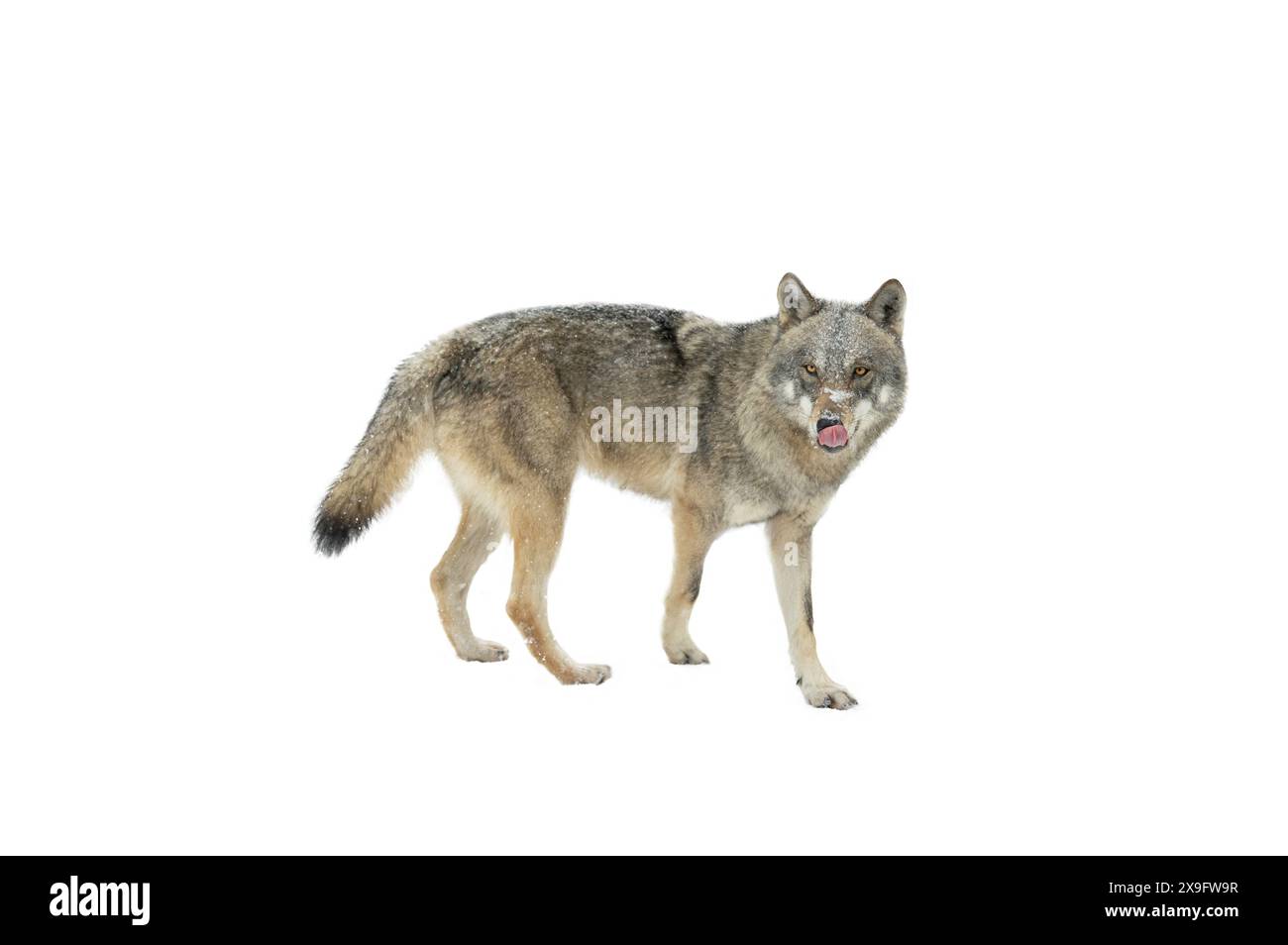 Walking on wild forest Cut Out Stock Images & Pictures - Alamy
