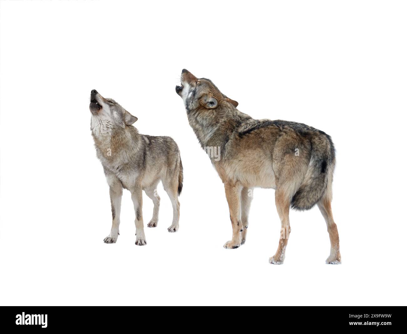 Wolf and she-wolf howling isolated on white background Stock Photo - Alamy