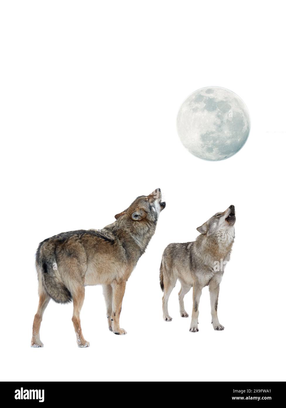 Wolf and she-wolf howling at the moon isolated on white background ...