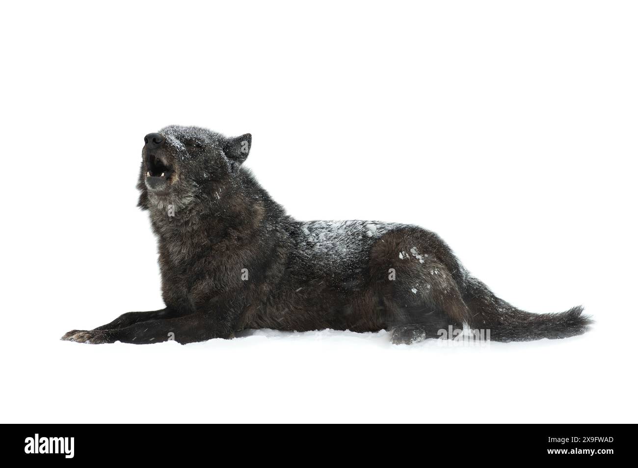 Snow on floor Cut Out Stock Images & Pictures - Alamy