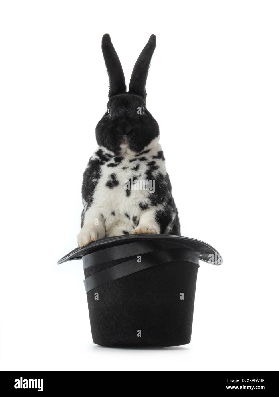 Black hat rabbit illusionist Cut Out Stock Images & Pictures - Alamy