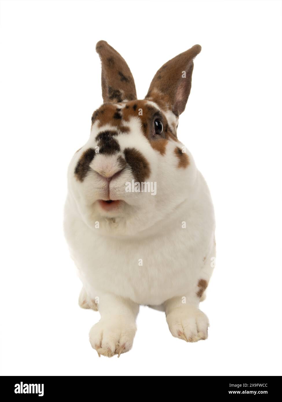 smiling rabbit isolated on white background Stock Photo - Alamy