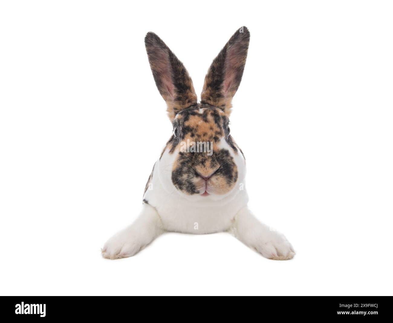 beautiful bunny isolated on white background Stock Photo - Alamy