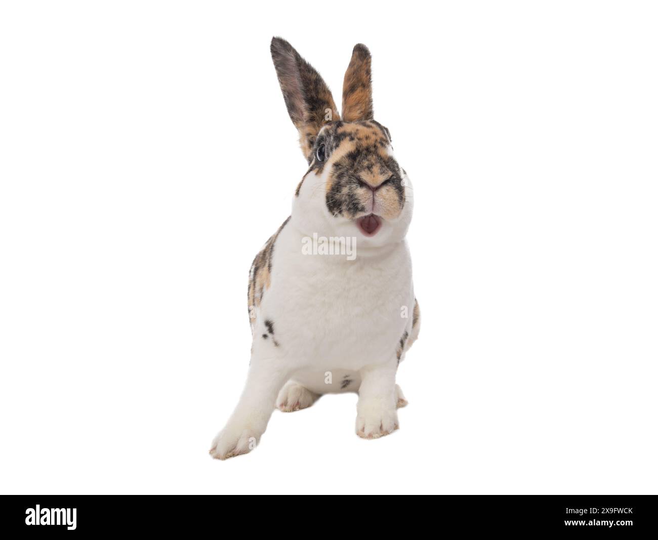 surprised beautiful bunny isolated on white background Stock Photo - Alamy