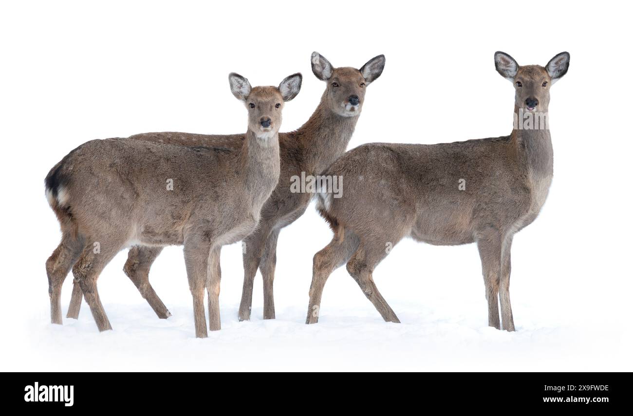 three real deer in the snow on a white background Stock Photo - Alamy