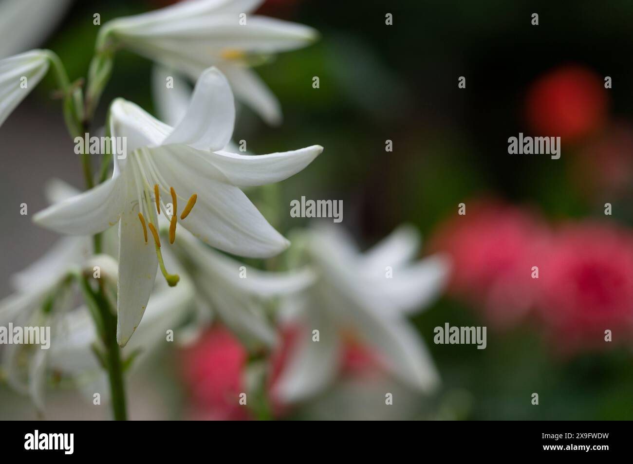 white lilies grow on the farm Stock Photo - Alamy