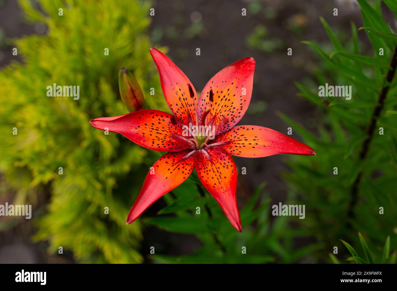 Tui design hi-res stock photography and images - Alamy