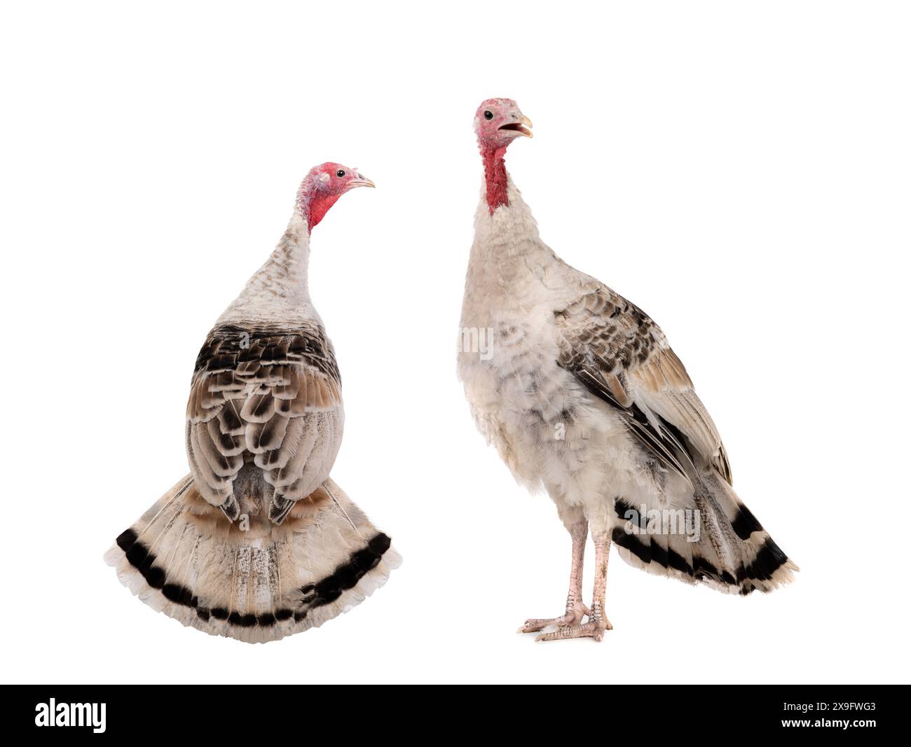two young gray female turkey with a beautiful tail is isolated on a ...